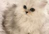 Powderpuff Persians - Persian Kittens for Sale., Persian Kittens