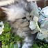 Powderpuff Persians - Persian Kittens for Sale., Persian Kittens