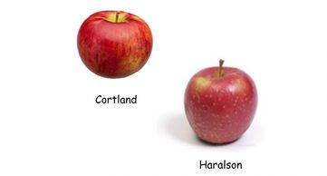 Apples | The Little Farmer