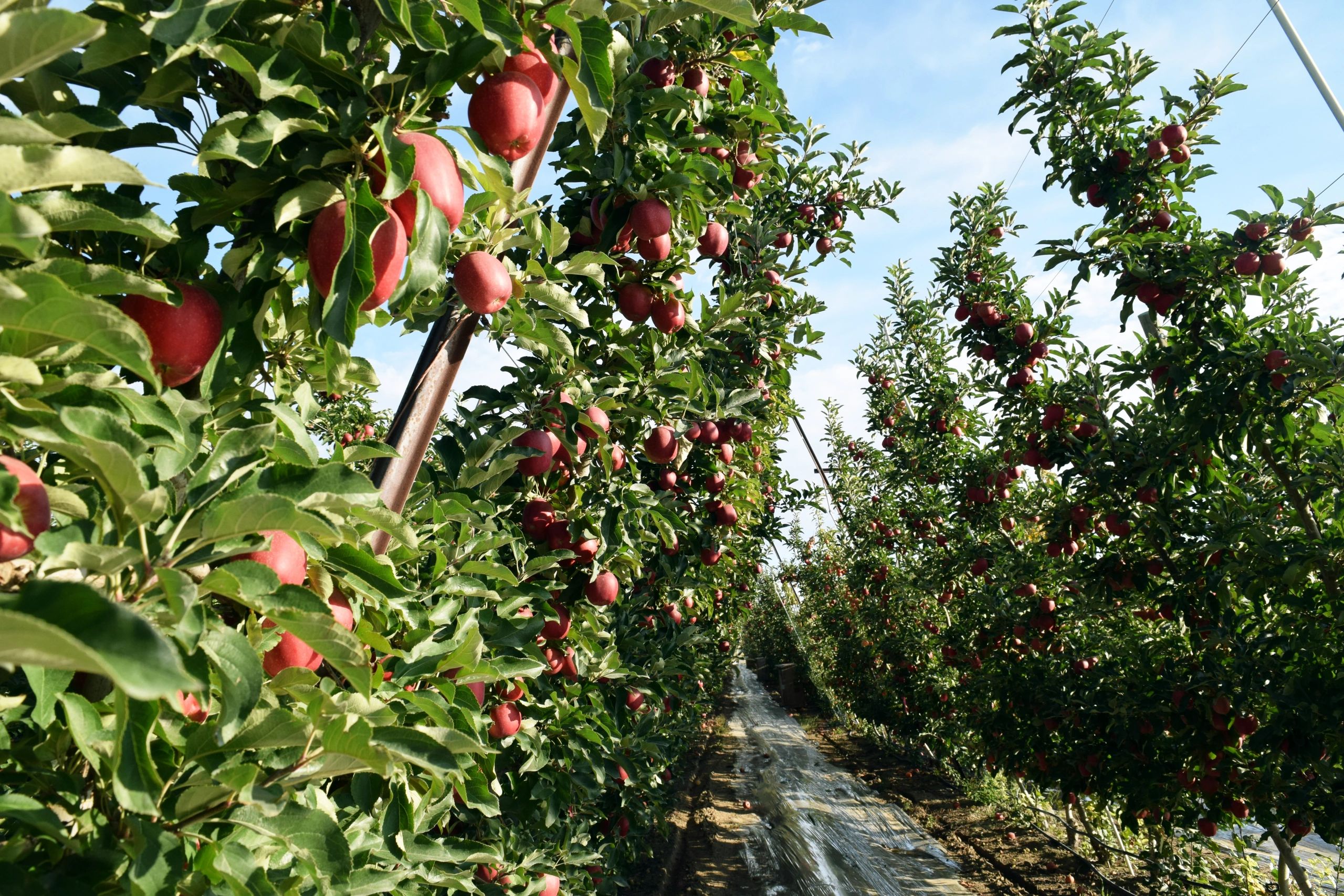 CPC International Apple Co.