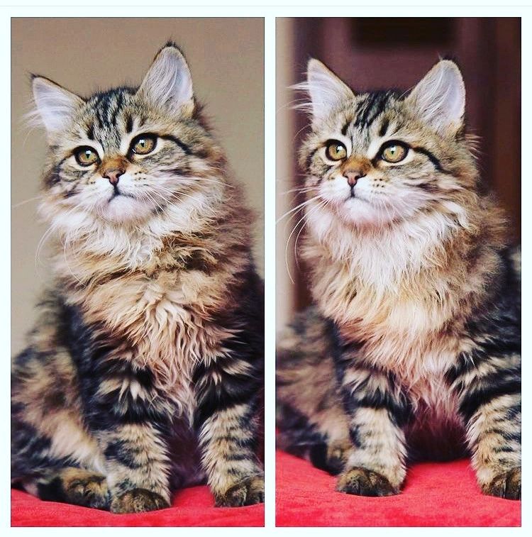 Our Siberians