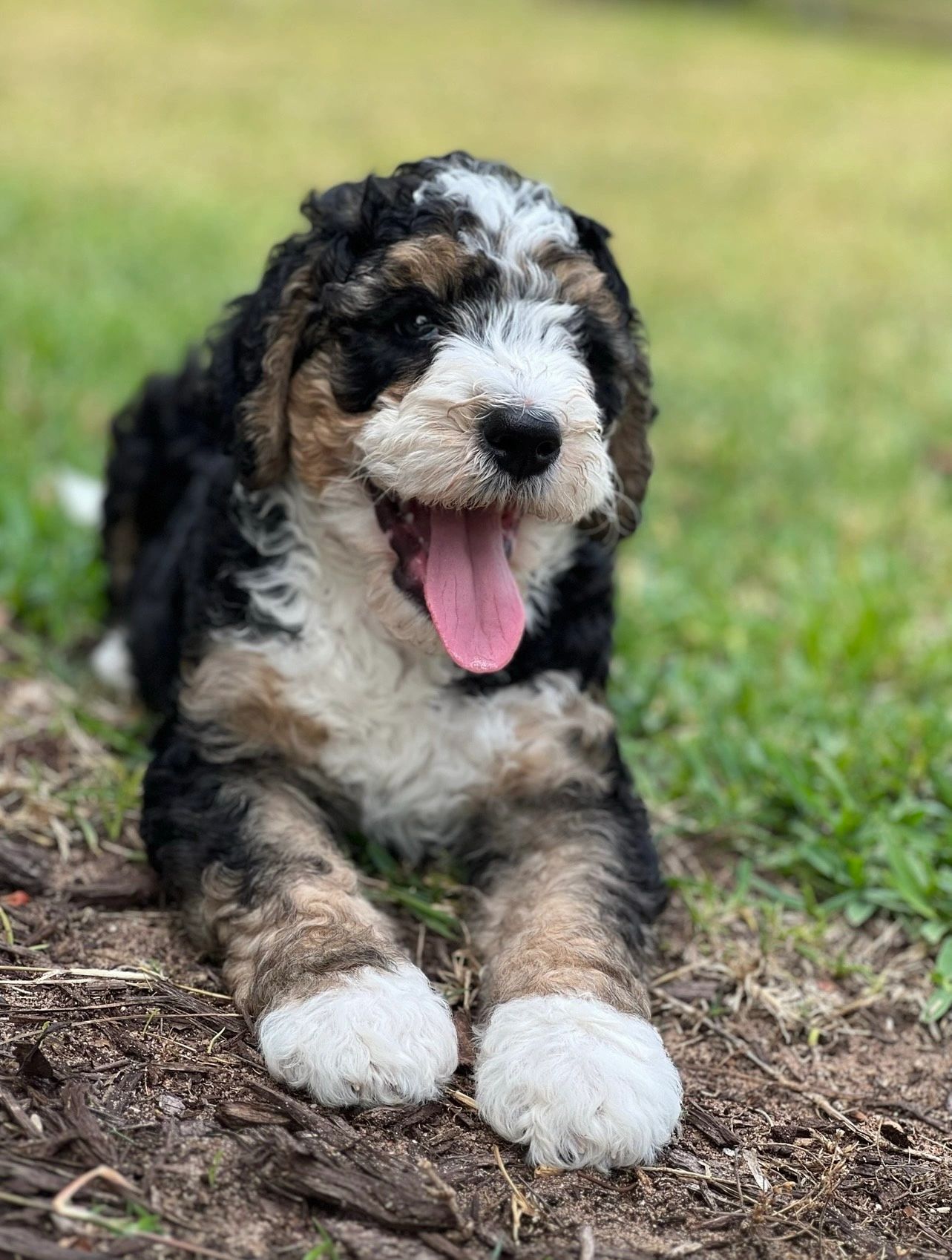 Tricolor Bernedoodle Puppies for Sale - Shadow Kennels