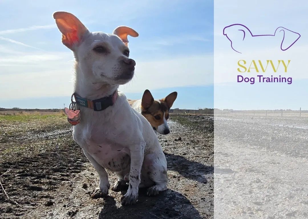Savvy Dog Training