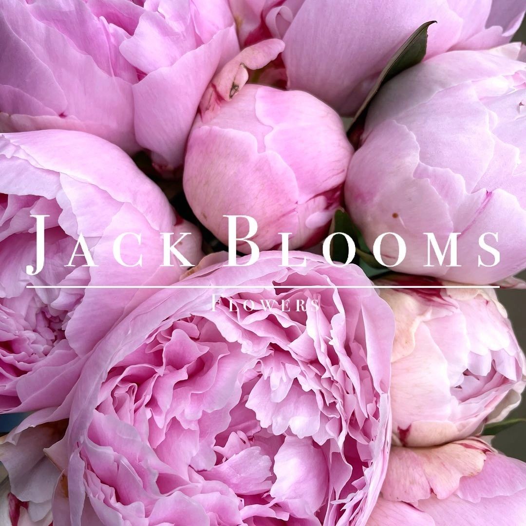 Jack Blooms
