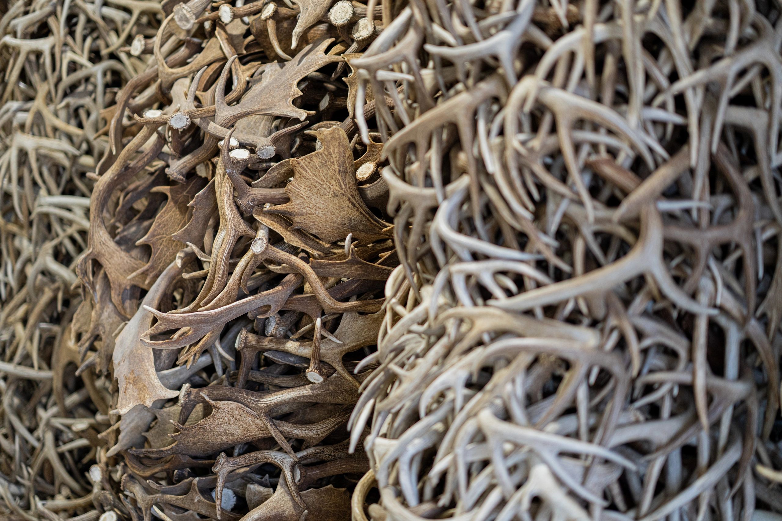 Kerrville Antler Buyers - Antler Buyer - Kerrville, Texas