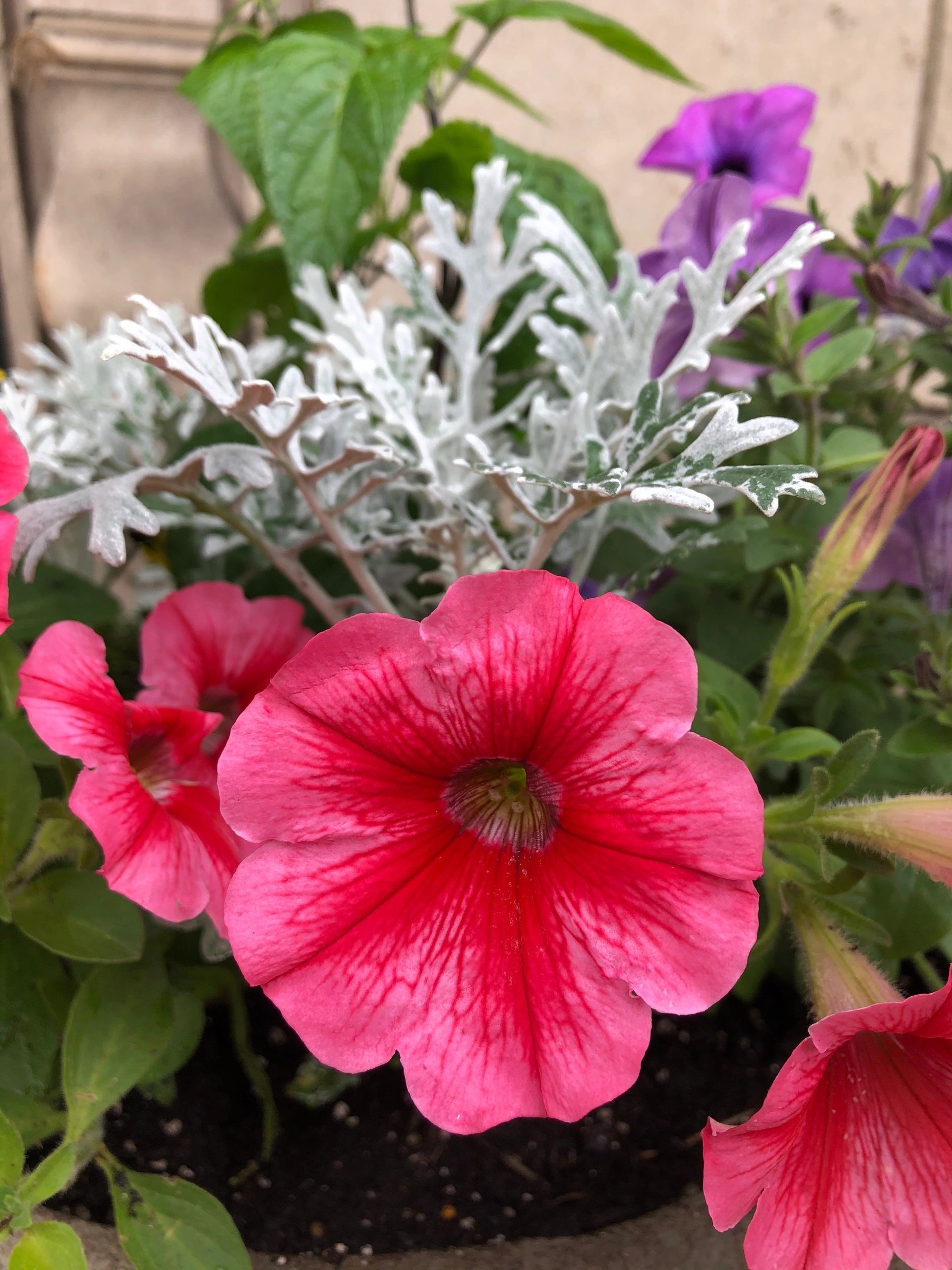 Plants - Beyond the Flower Pot, LLC