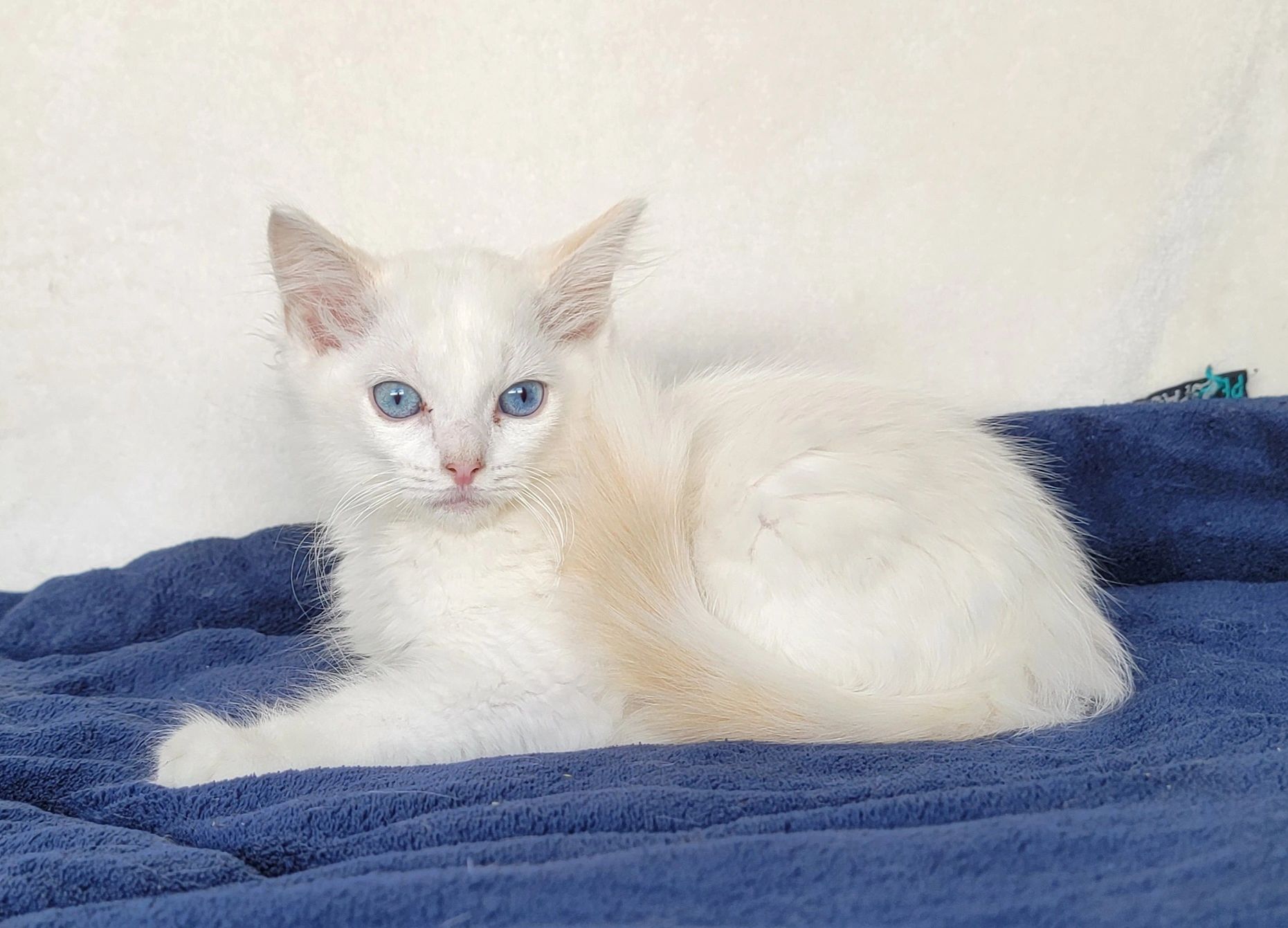 White Ragdoll Kittens