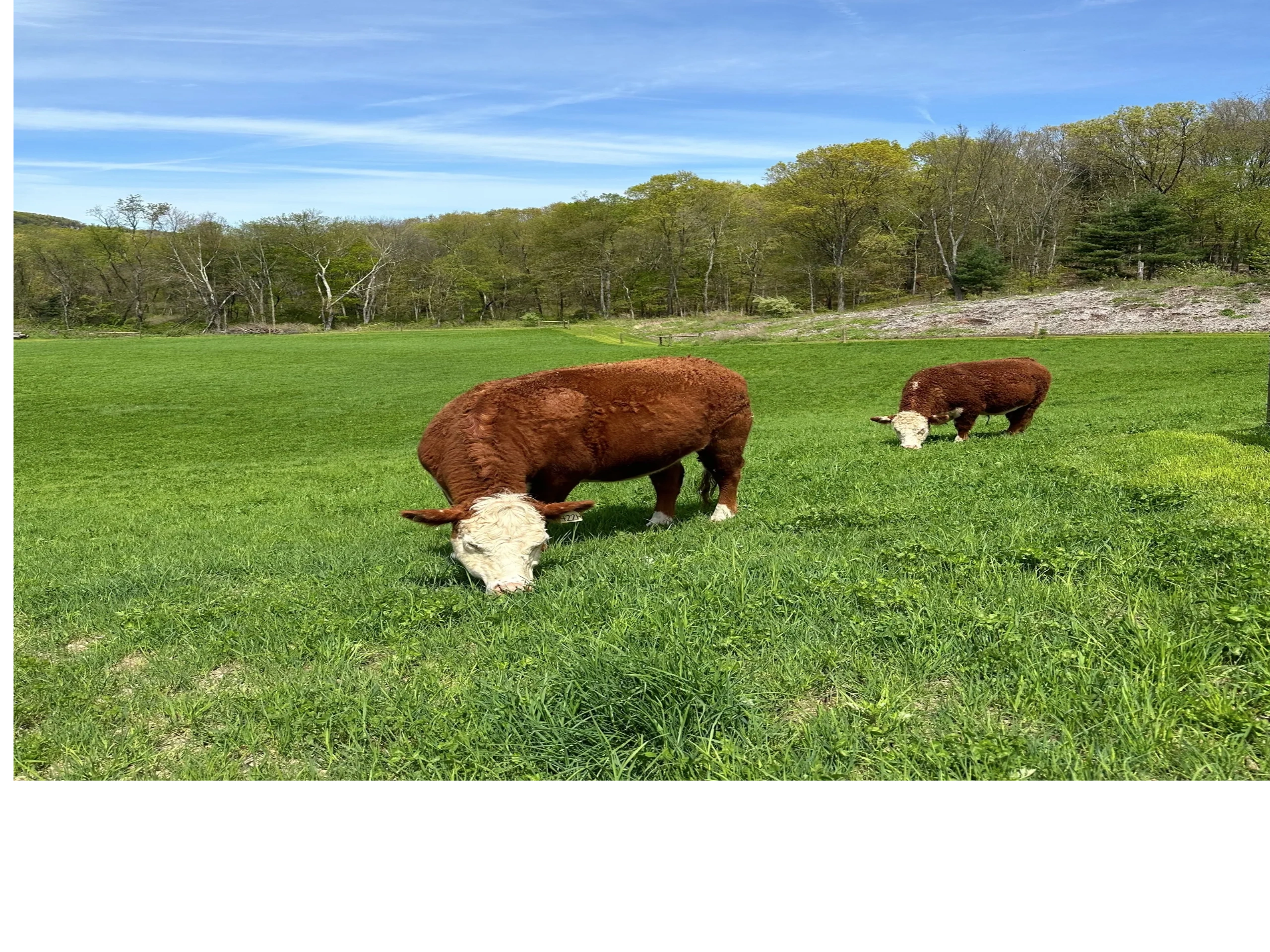 Farm Fresh Meat for Sale | Brennan Brook Farm