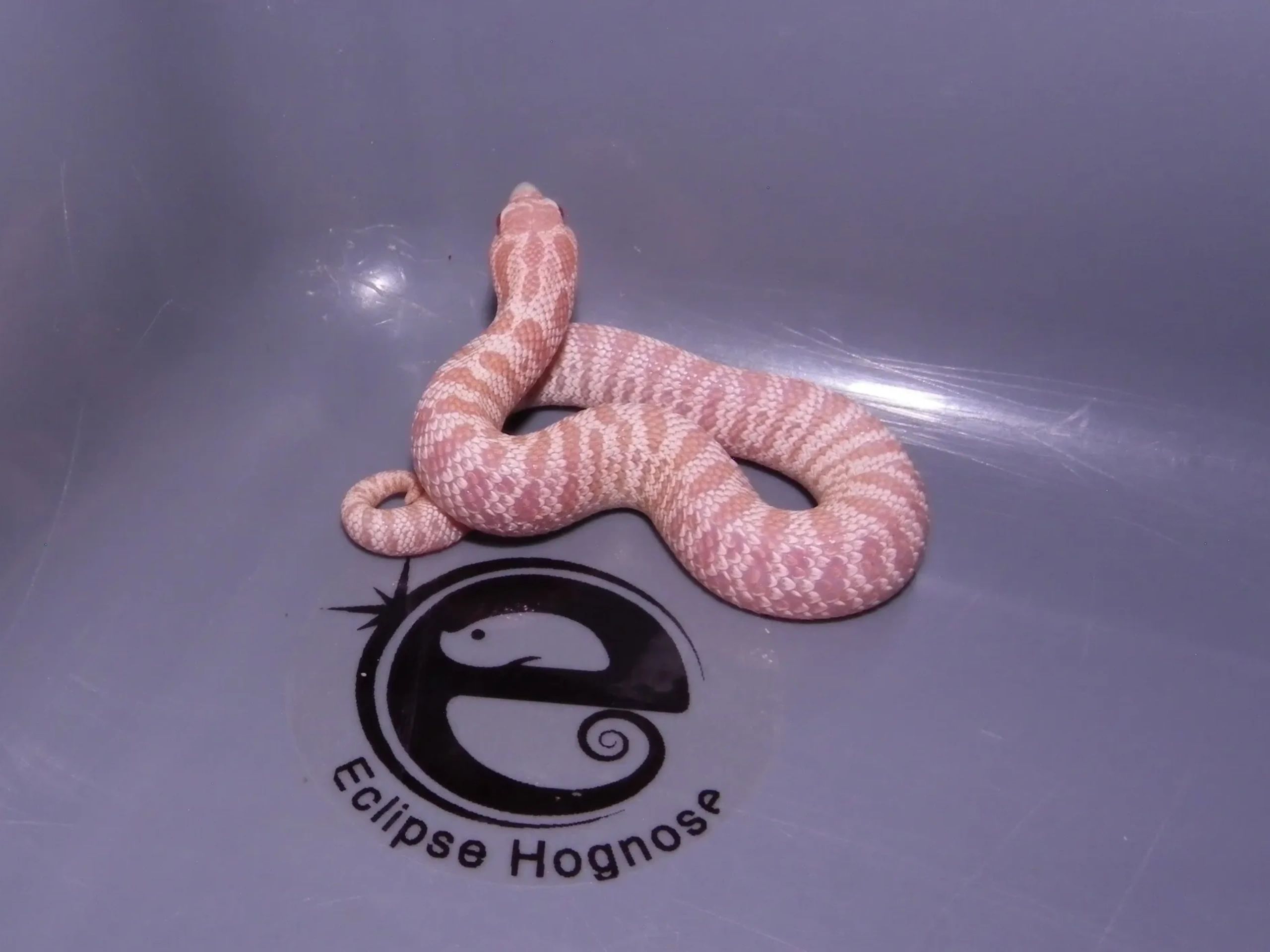 Eclipse Hognose Manchester