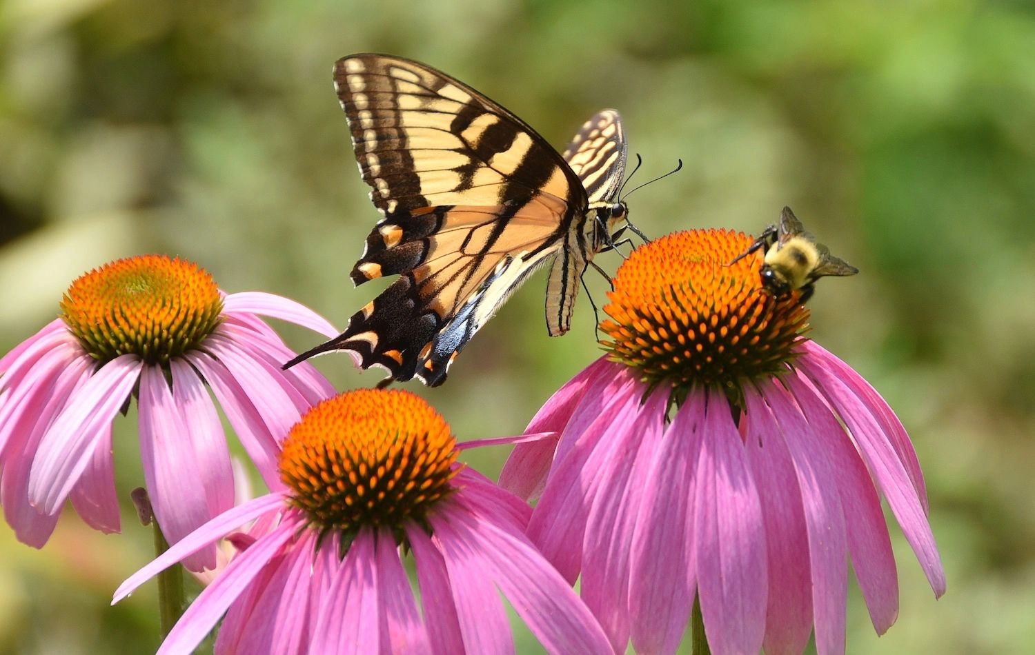 June is Pollinator Month!