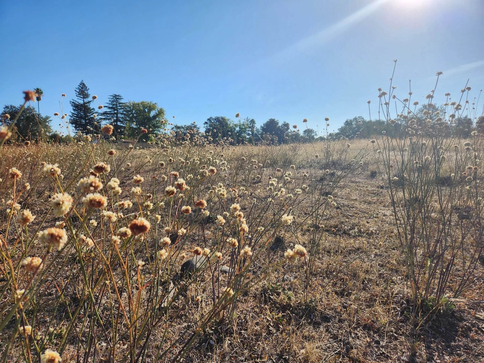California Open Lands