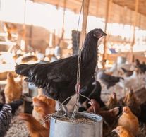 Breed Info | Bird and Bee Farm.