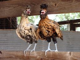 Breed Info | Bird and Bee Farm.