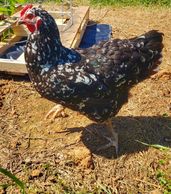 Breed Info | Bird and Bee Farm.