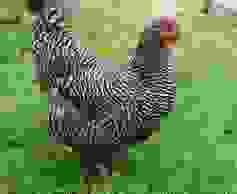 Breed Info | Bird and Bee Farm.