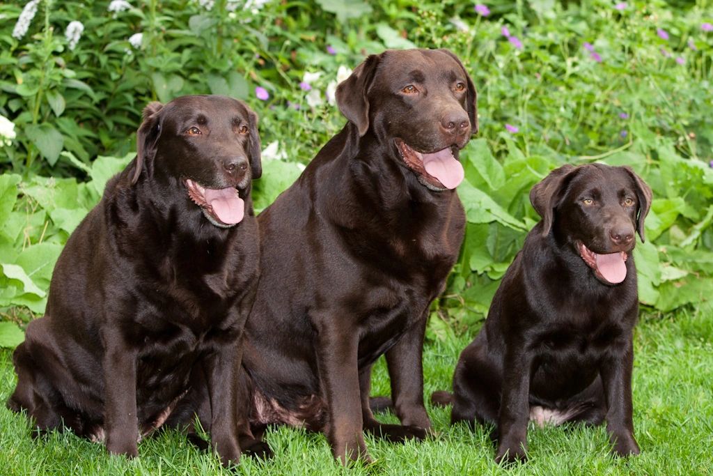 Bittersweet Labradors
