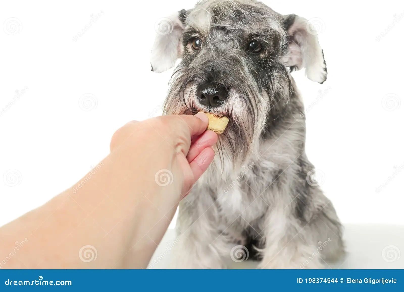 Phylocode or "File a Code" for Augmented Species Classification