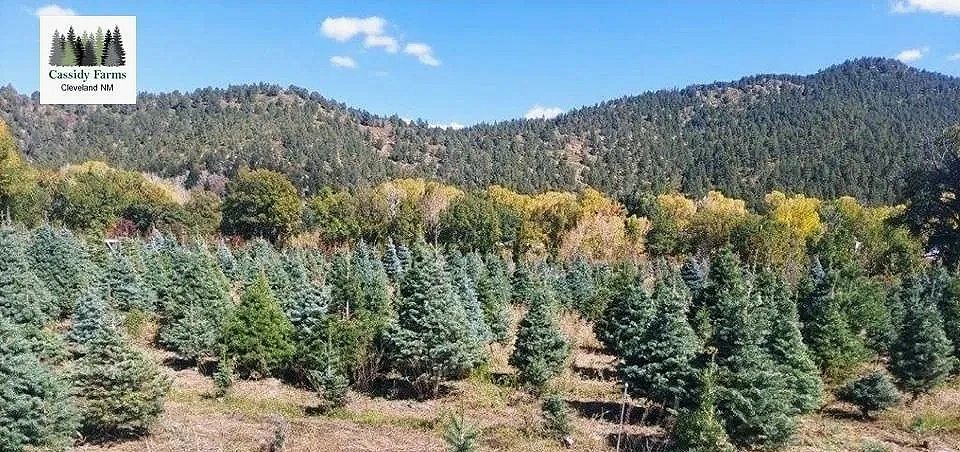 Wholesale Tree Nursery | Cassidy Farms