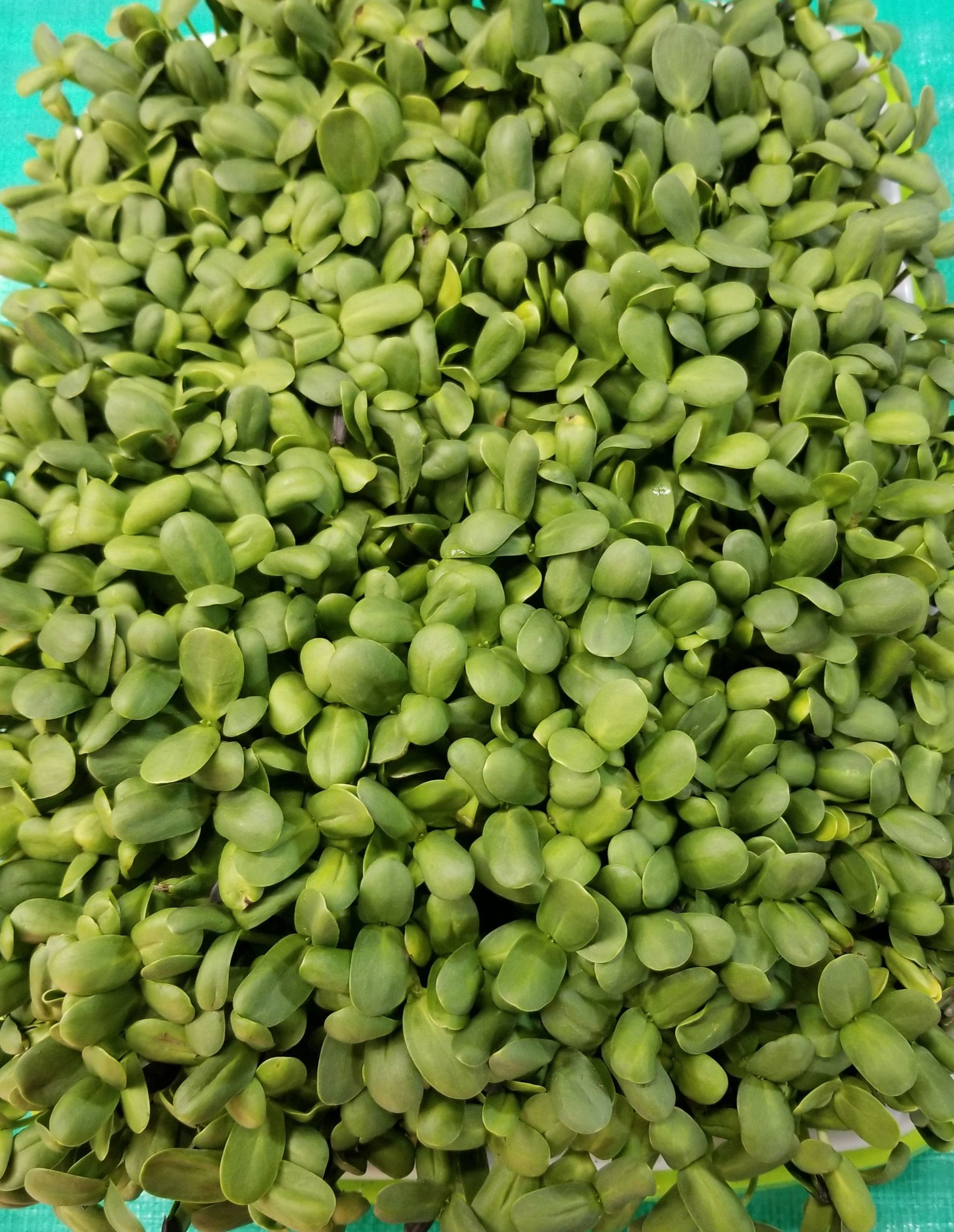 Good to Grow Microgreens