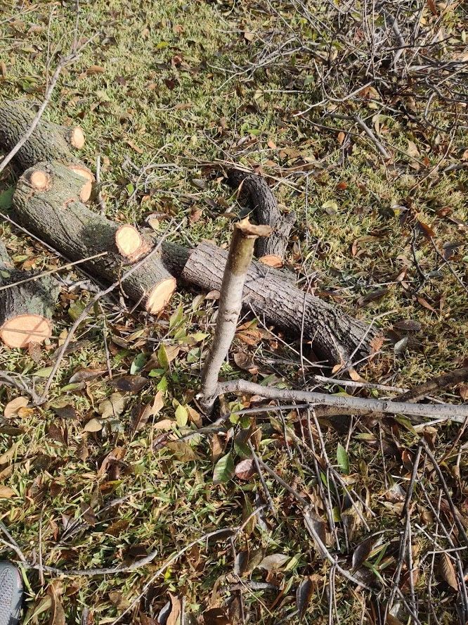 Why Limbs Fall in Your Yard