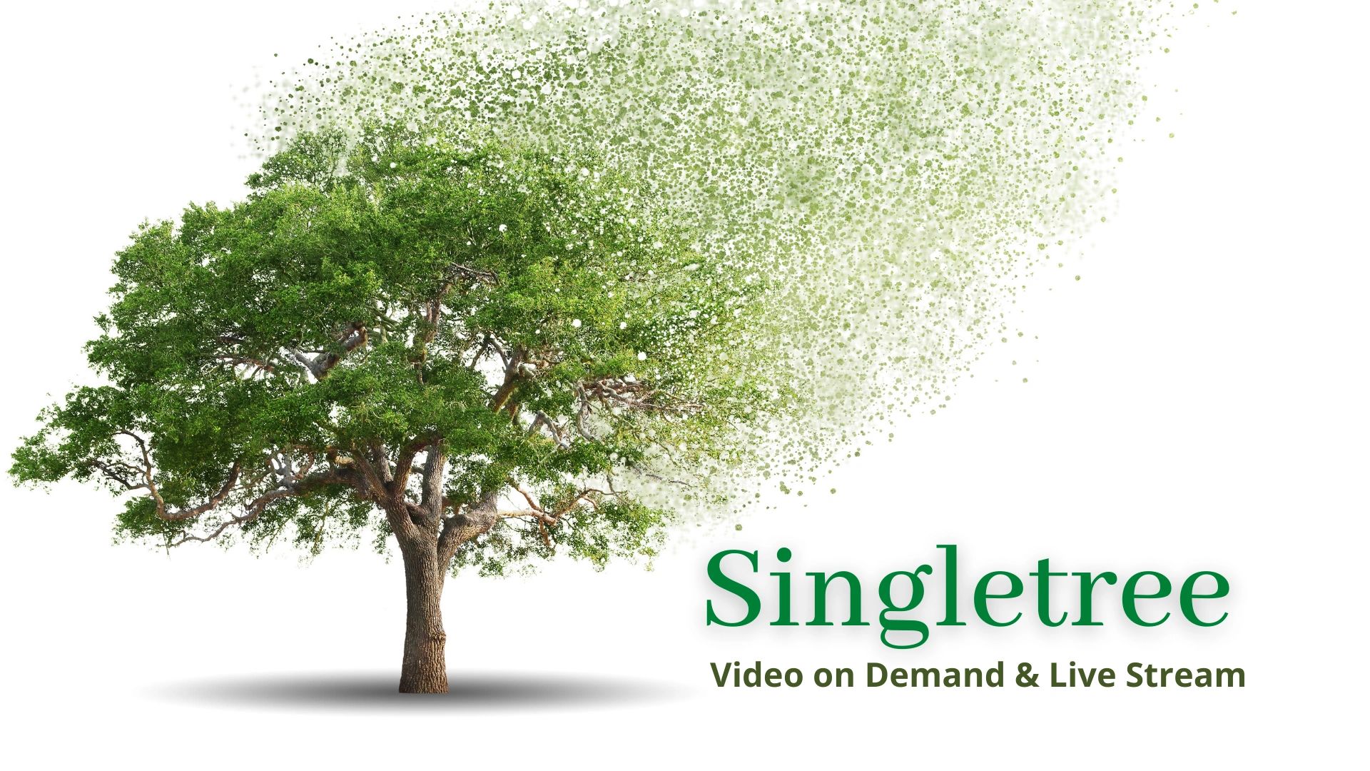 Tv Streaming - Singletree Media