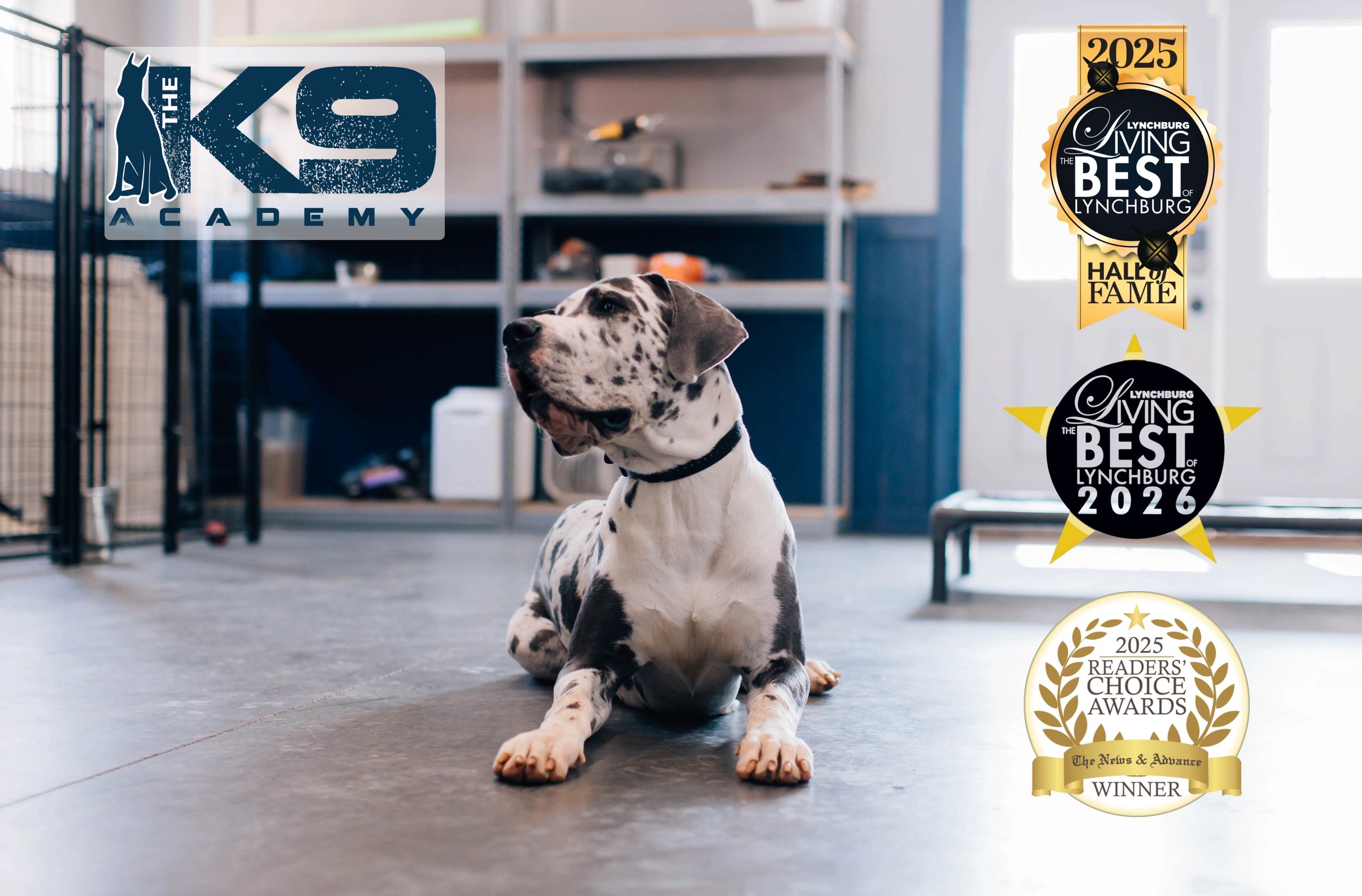 Dog Training - The K-9 Academy
