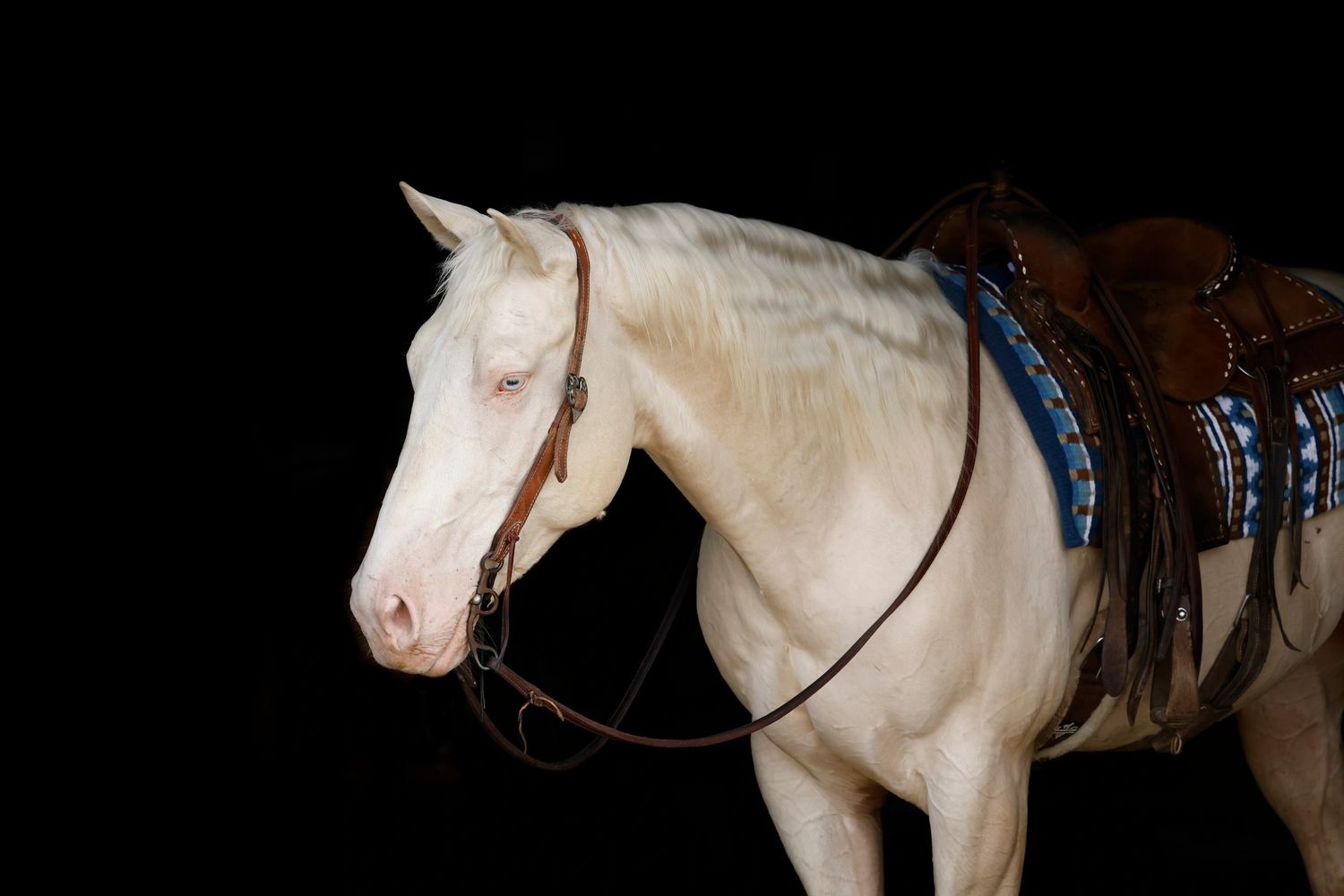 Horses for Sale - FlyingBEquine