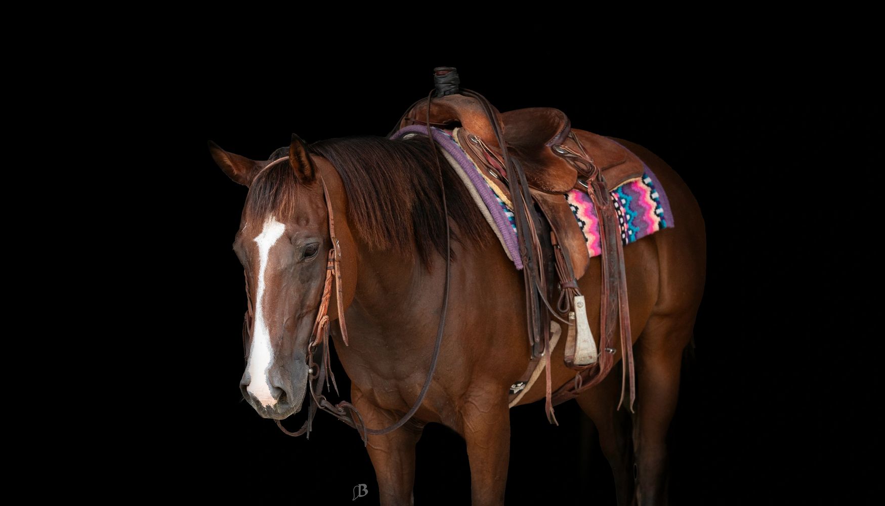 Horses for Sale - FlyingBEquine