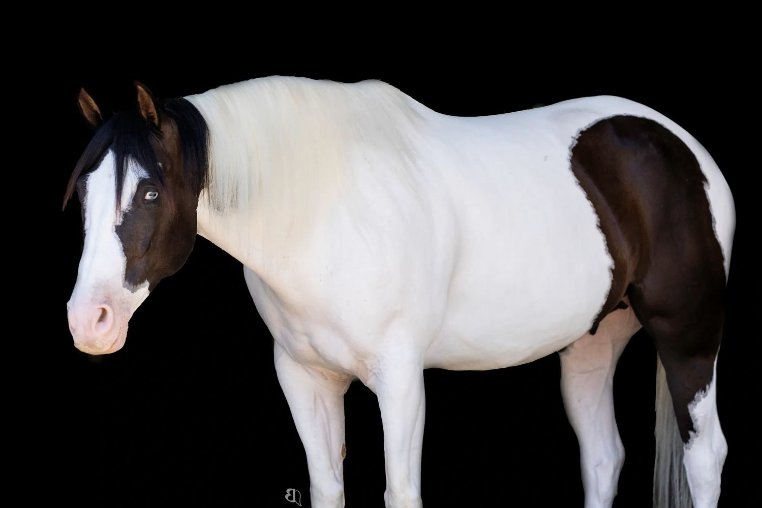 Horses for Sale - FlyingBEquine