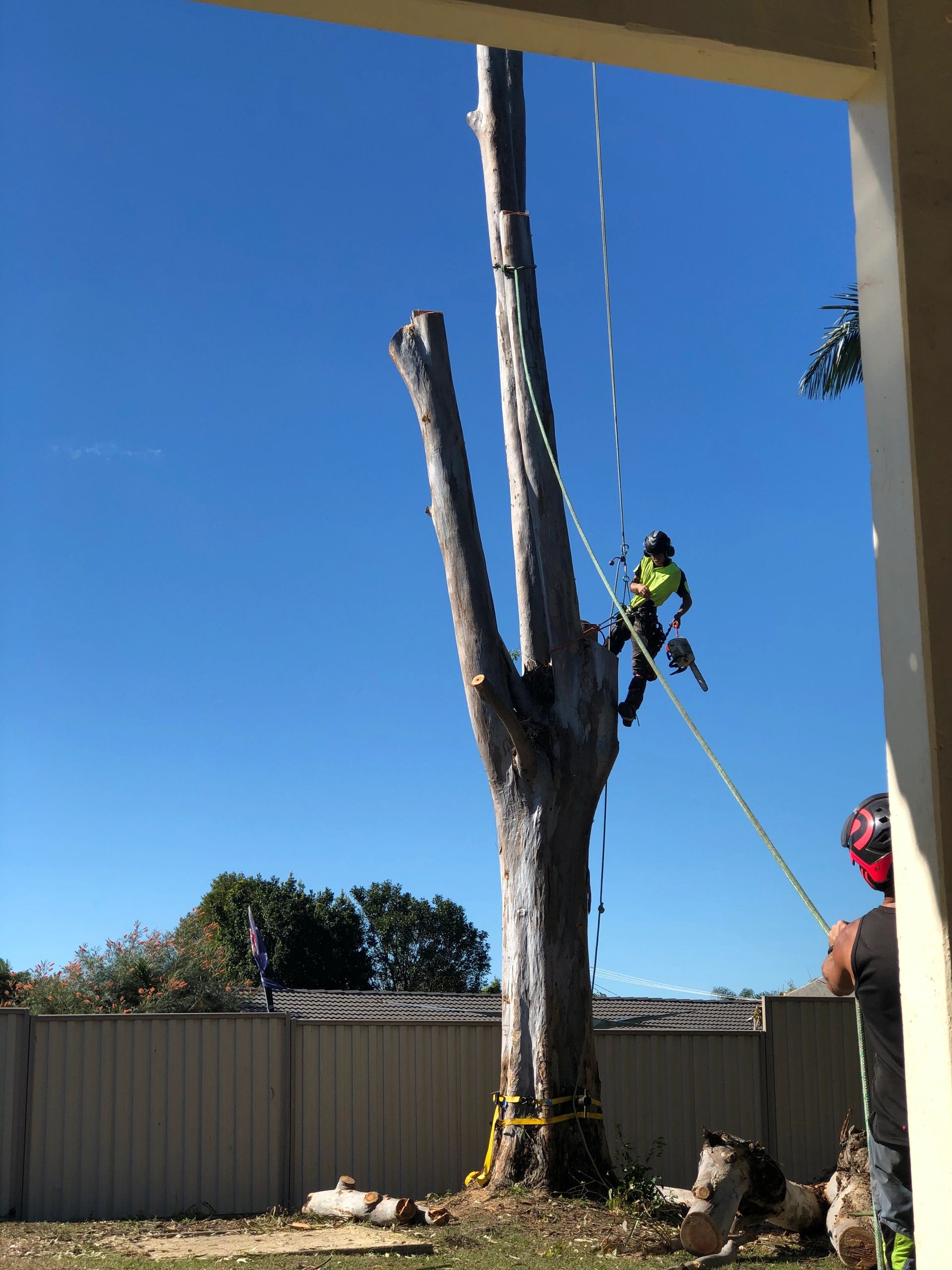 Branching out trees Sunshine Coast