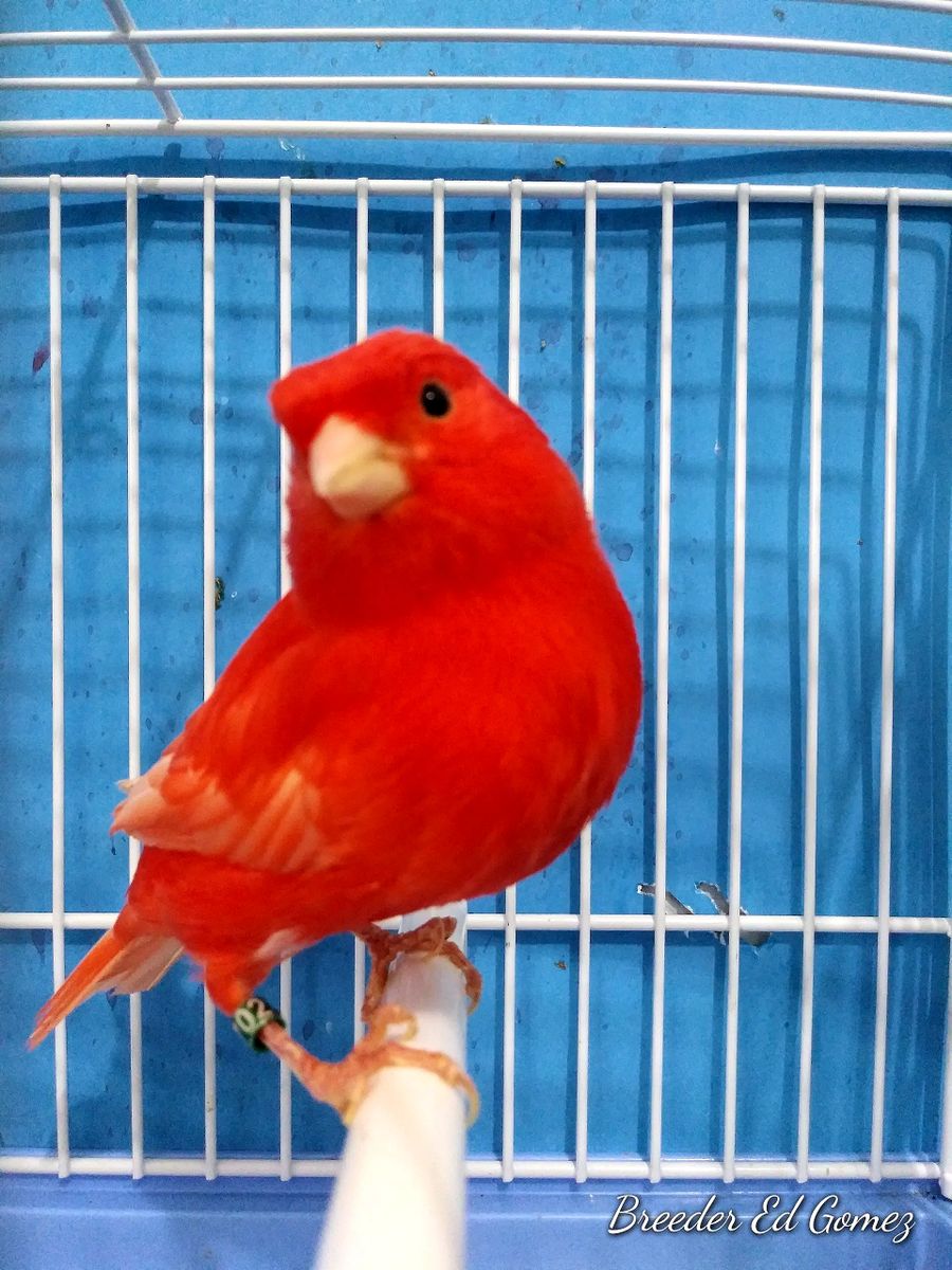 Sale! (30%off) (PLUS FREE SHIPPING) Red Factor Born in 2024 Male Canary ...