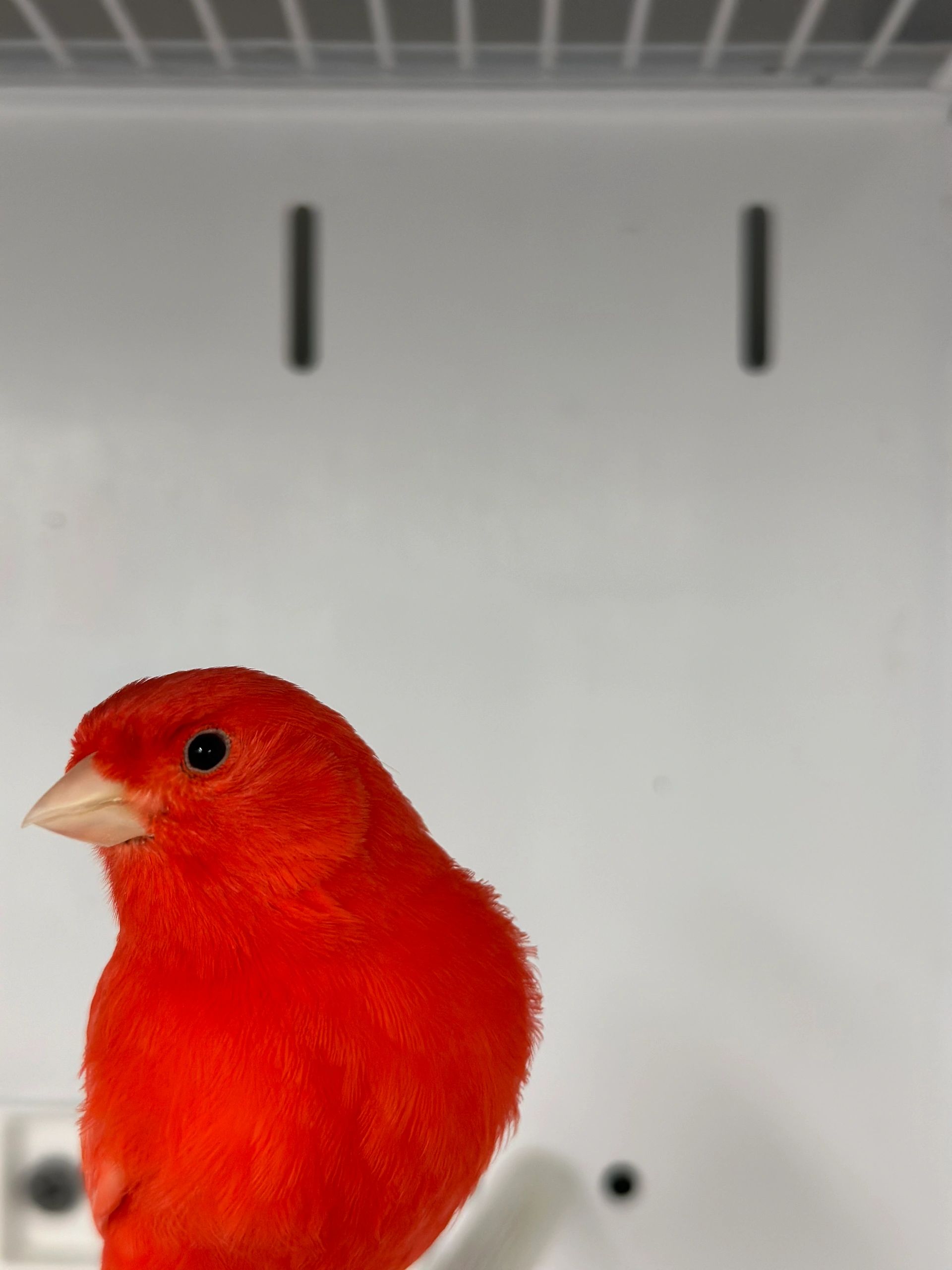 Canaries for Sale - California Canaries