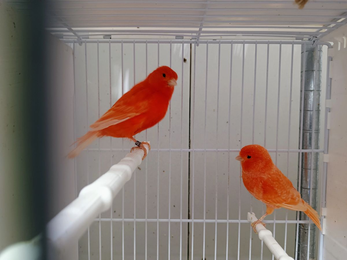Spring Sale! Pair of Red Factors 2022 Canaries.