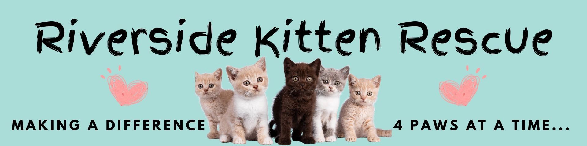 Find Your Perfect Companion: Cat Adoption at Riverside Kitten Rescue