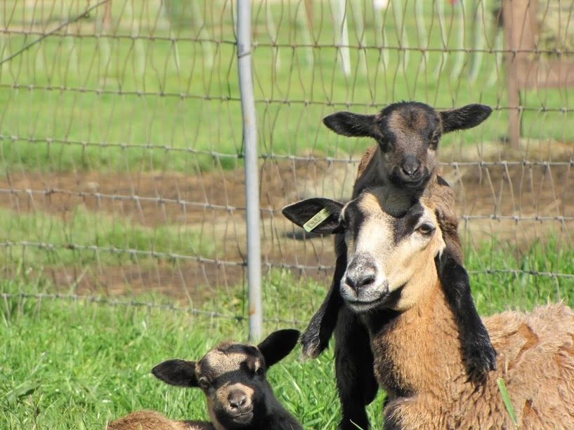 American Blackbelly Sheep