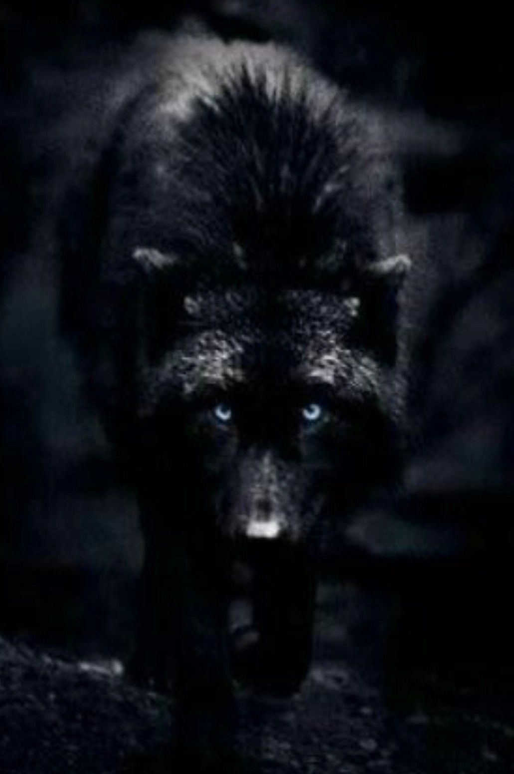 Meet the Founder | The Wolf's Den