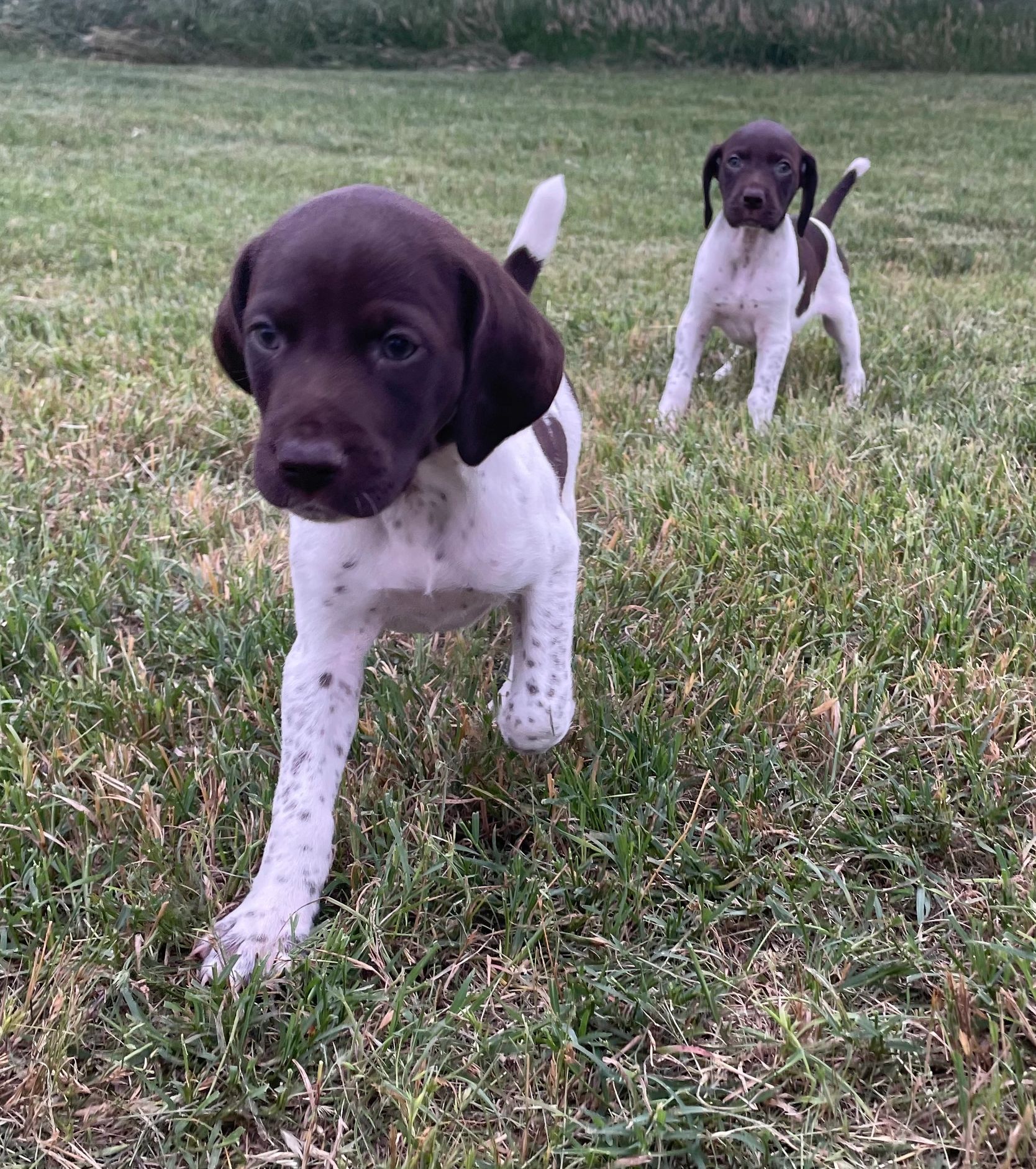GSP Pups