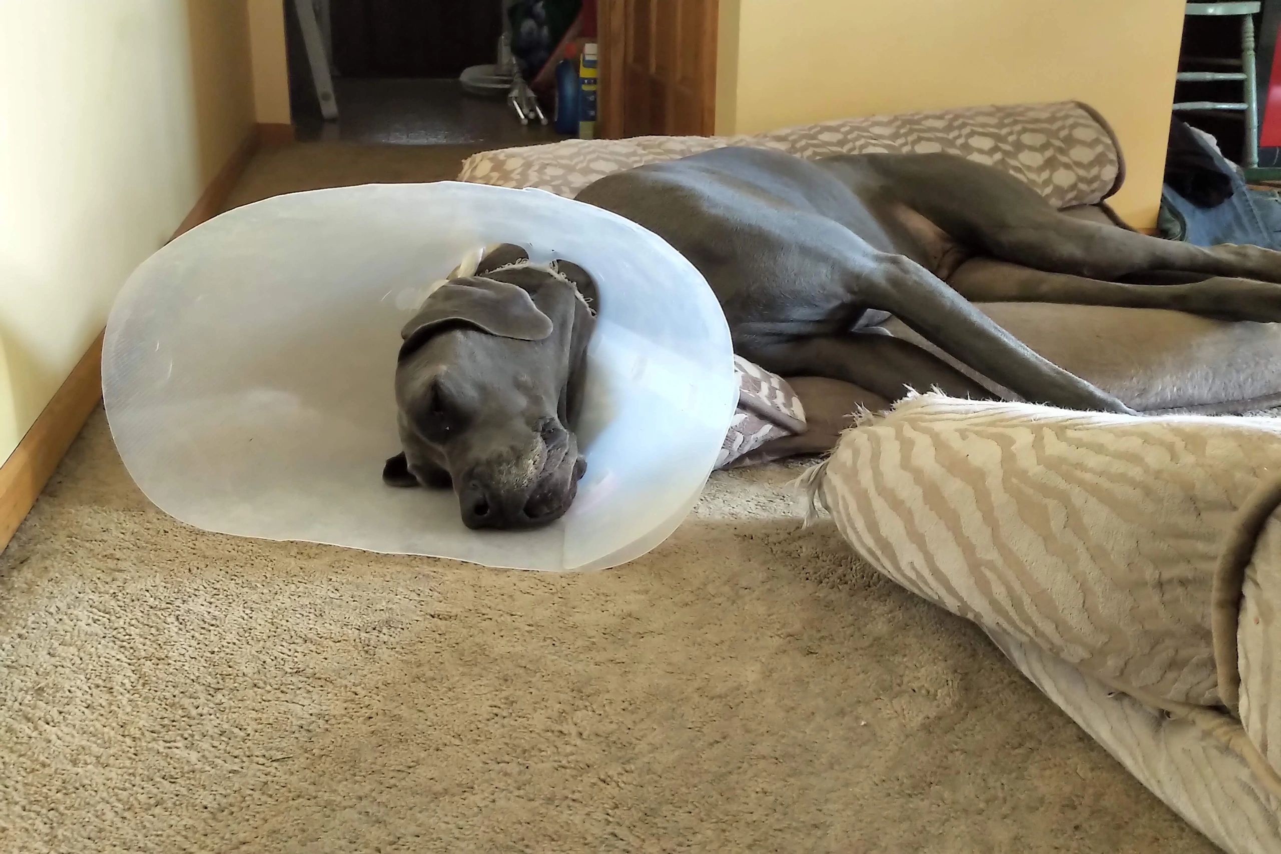 Essential Dog First Aid Supplies for Every Pet Owner