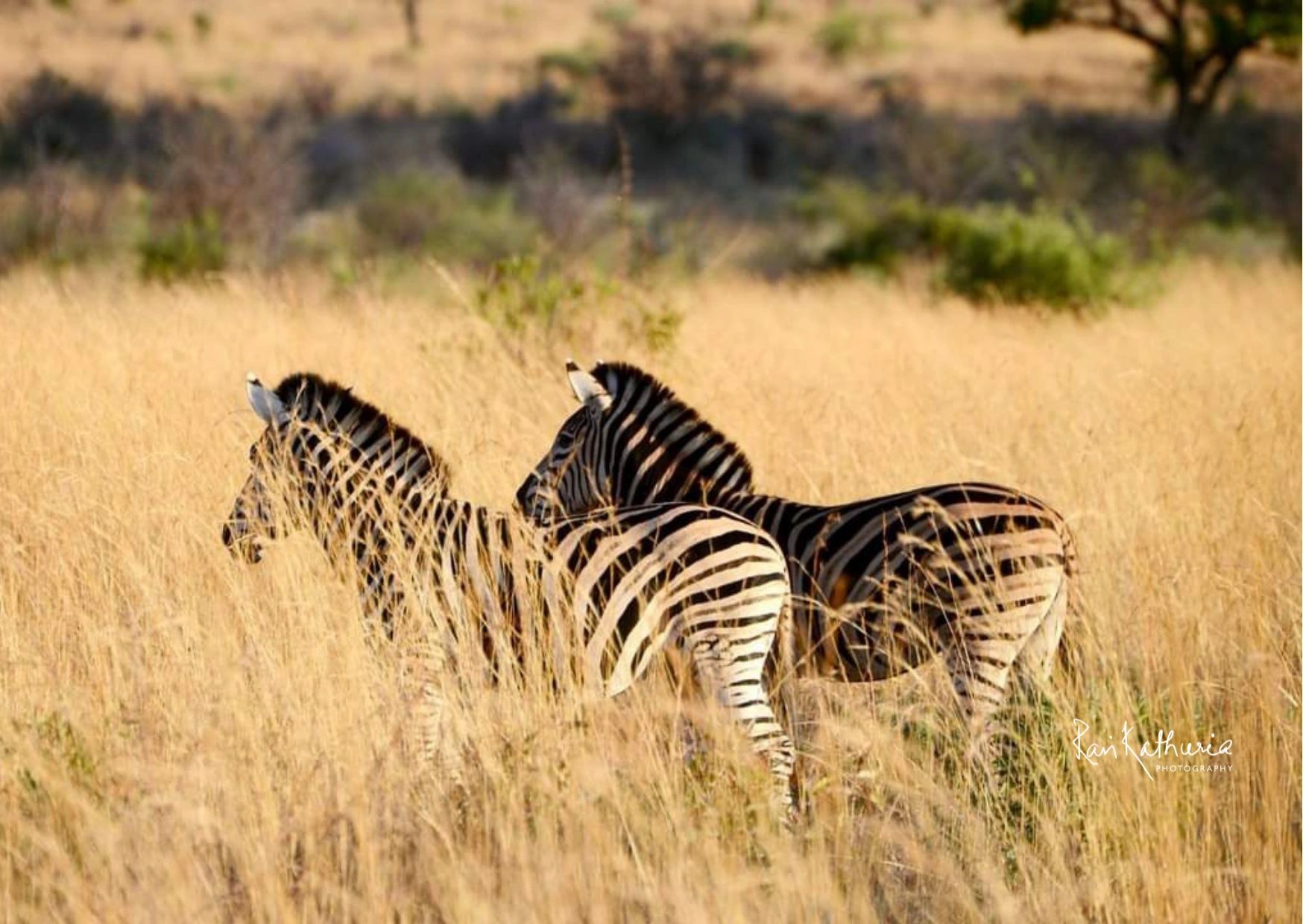 Rare Cancer Care Foundation