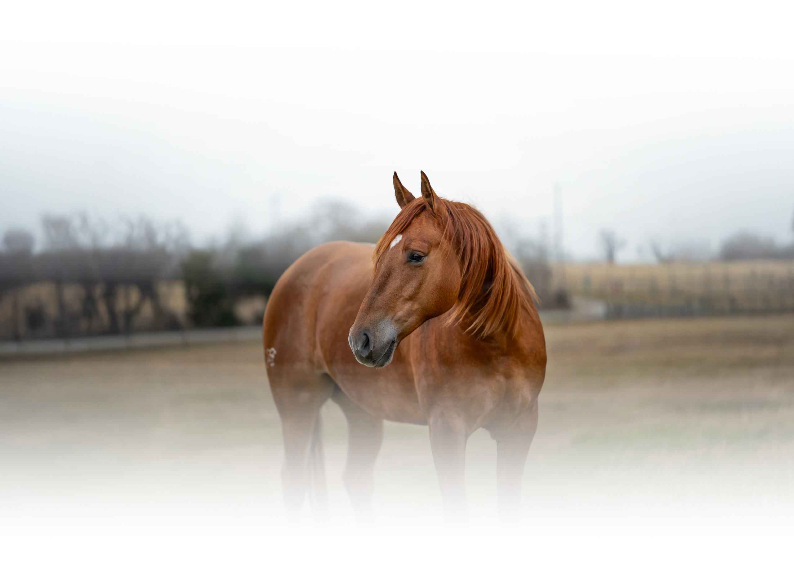 SIGNATURE HORSES