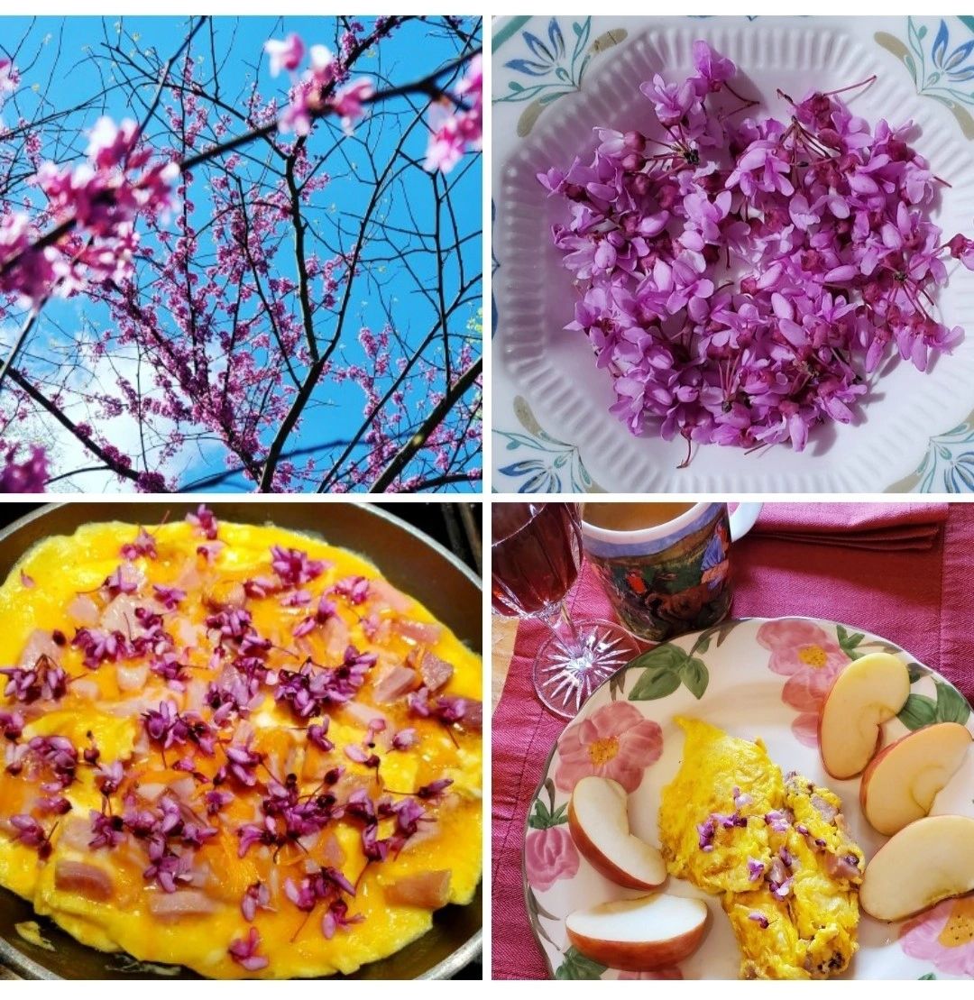 Edible Redbud Flowers on Ham and Cheese Omelet