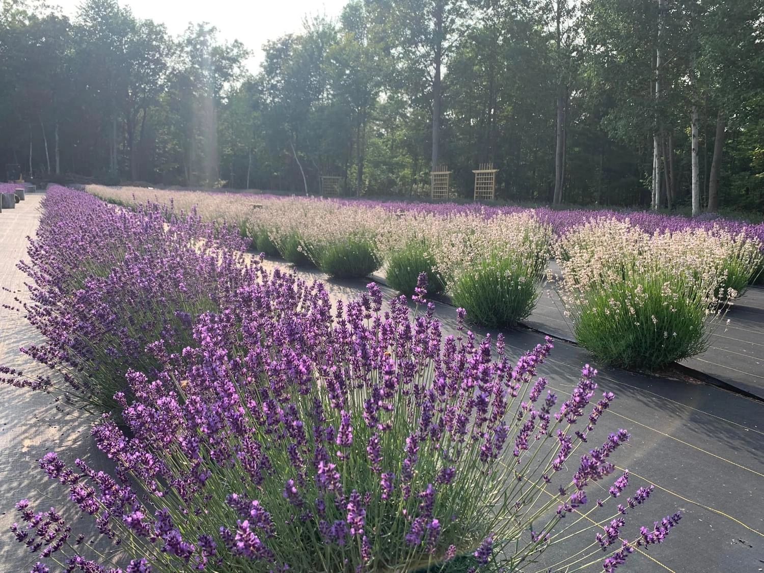 Driftwood Lavender