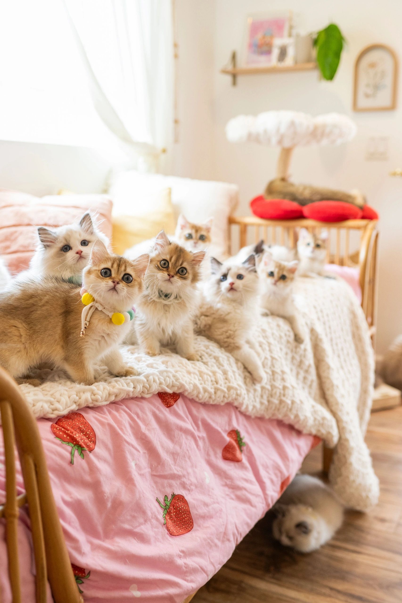 Cat Cafe Petting Kittens: A Purr-fect Experience