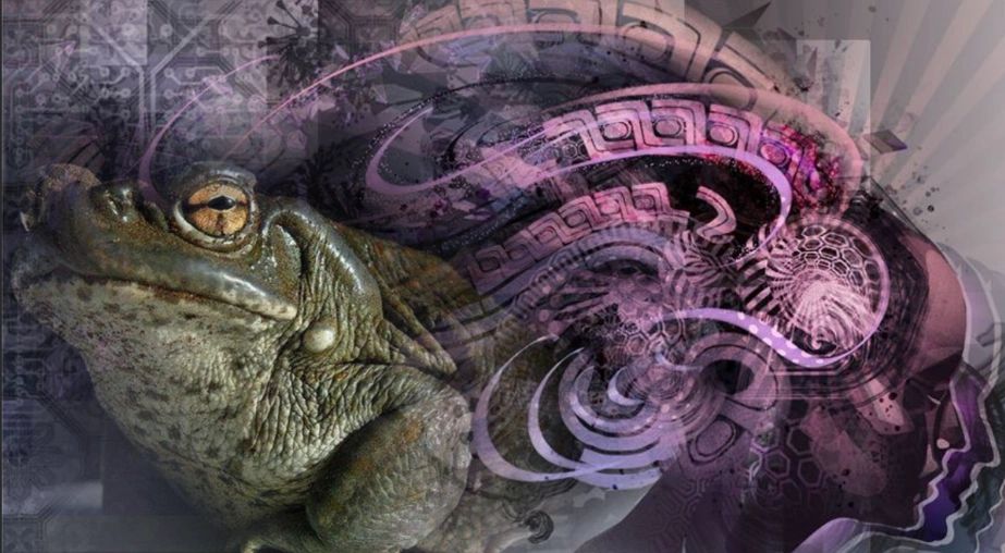 What is a Bufo Ceremony like?