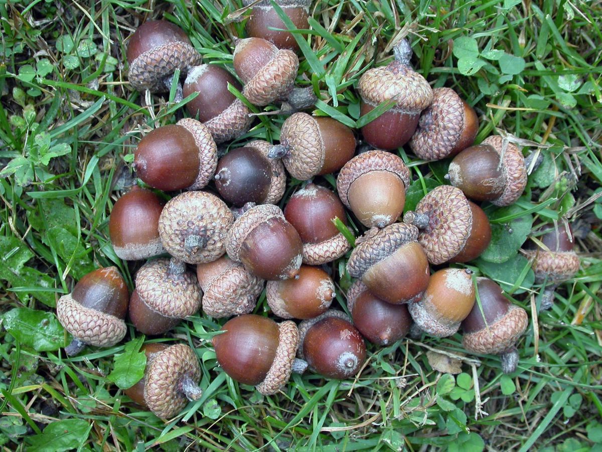 Northern Red Oak Acorns
