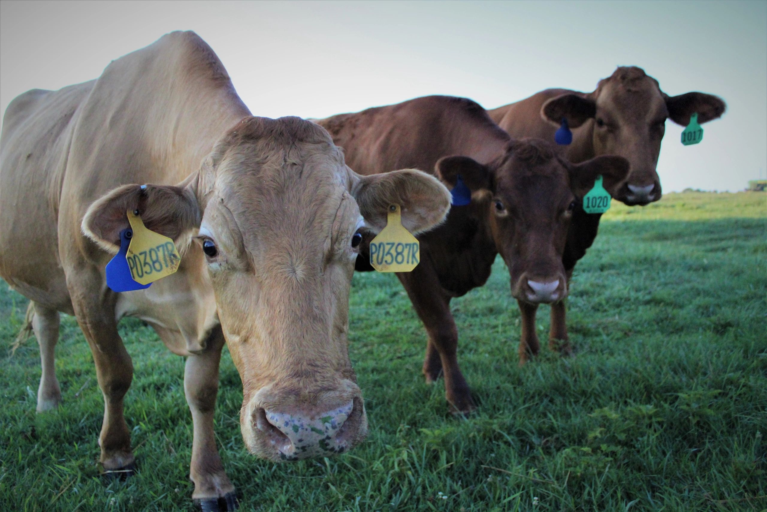 Alderson Farms Akaushi - Akaushi, Family, Beef