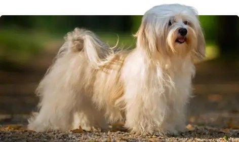 What AKC said about this breed.