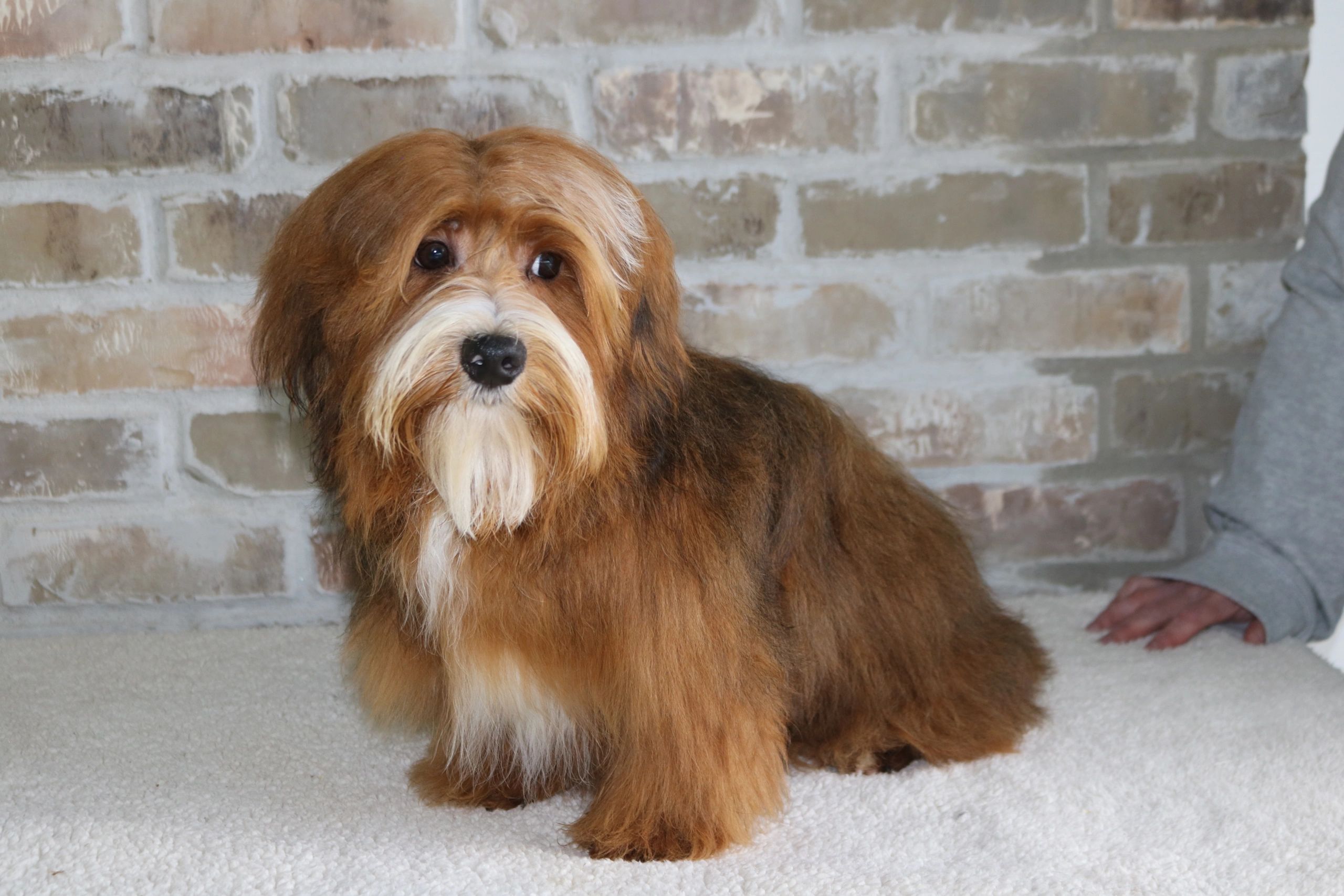 Sable Havanese Puppies