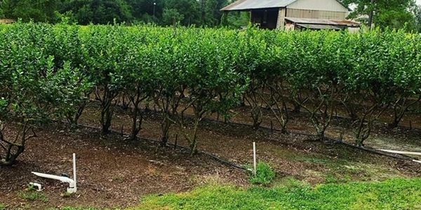 Williams Blueberry Farm - Blueberry Farm, U-Pick Blueberries
