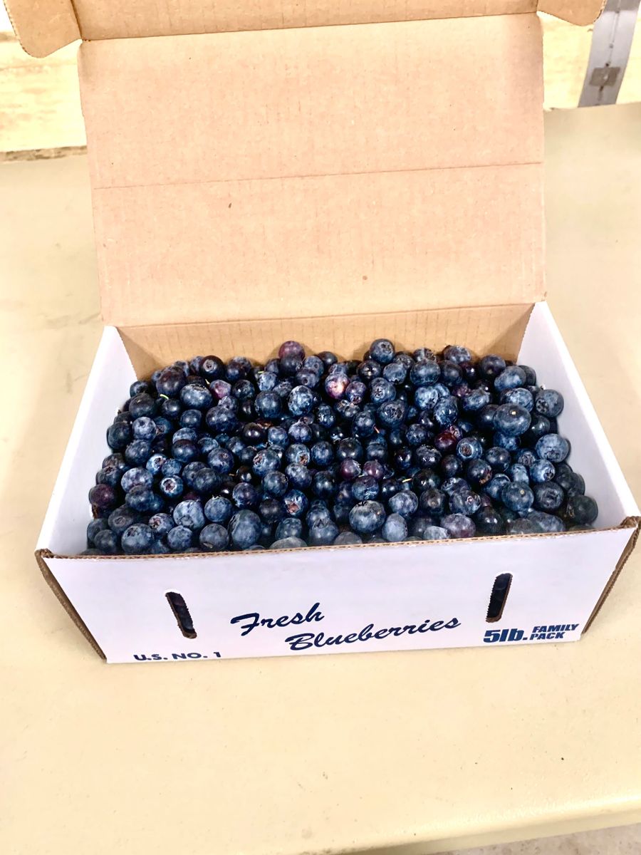 Fresh Picked Blueberries